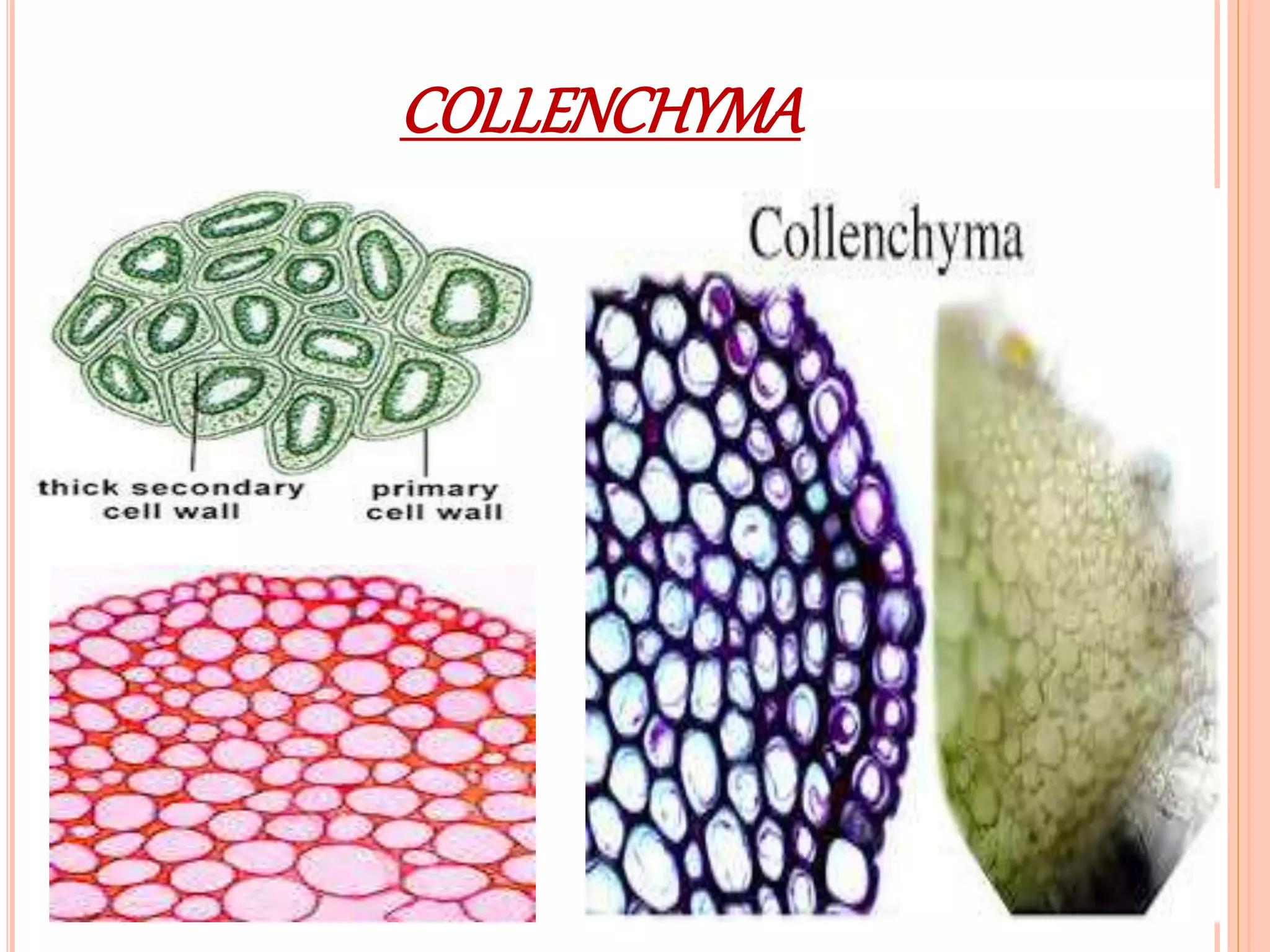 Plant tissues | PPTX