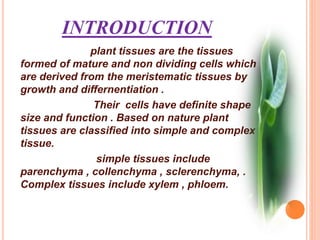 Plant tissues | PPTX