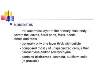 Plant tissues | PPT