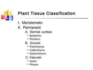 Plant tissues | PPT