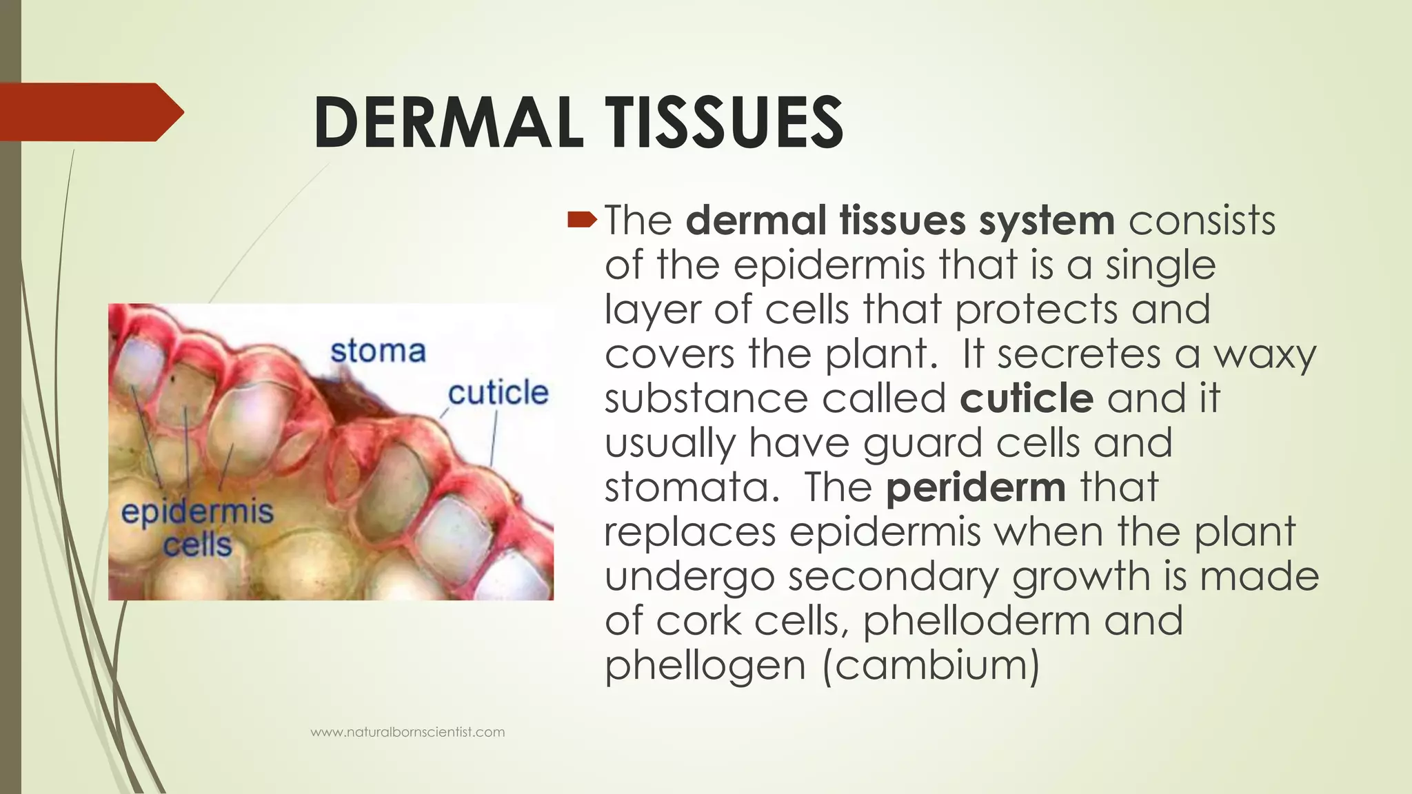 Plant tissues | PPTX