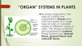 Plant tissues | PPTX