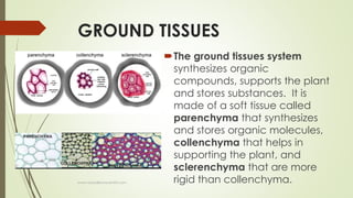 Plant tissues | PPTX