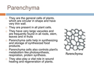 Plant tissues | PPTX