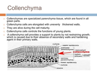 Plant tissues | PPTX