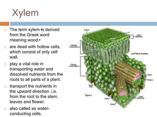 Plant tissues | PPTX