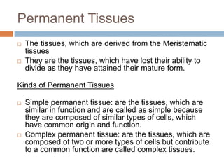 Plant tissues | PPTX