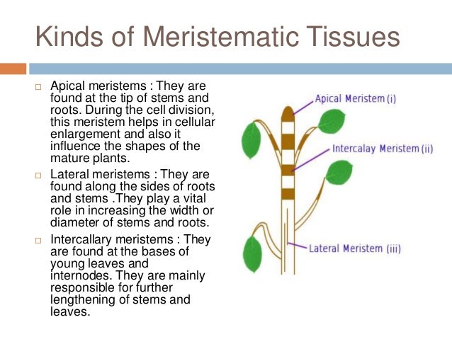 2 Main Types Of Meristems Diet - Coffee House