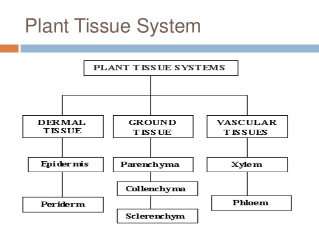 Plant tissues