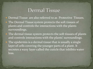 Plant tissues | PPT