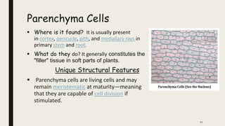 Plant tissues | PPTX