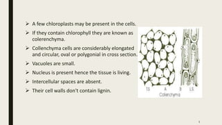 Plant tissues | PPTX