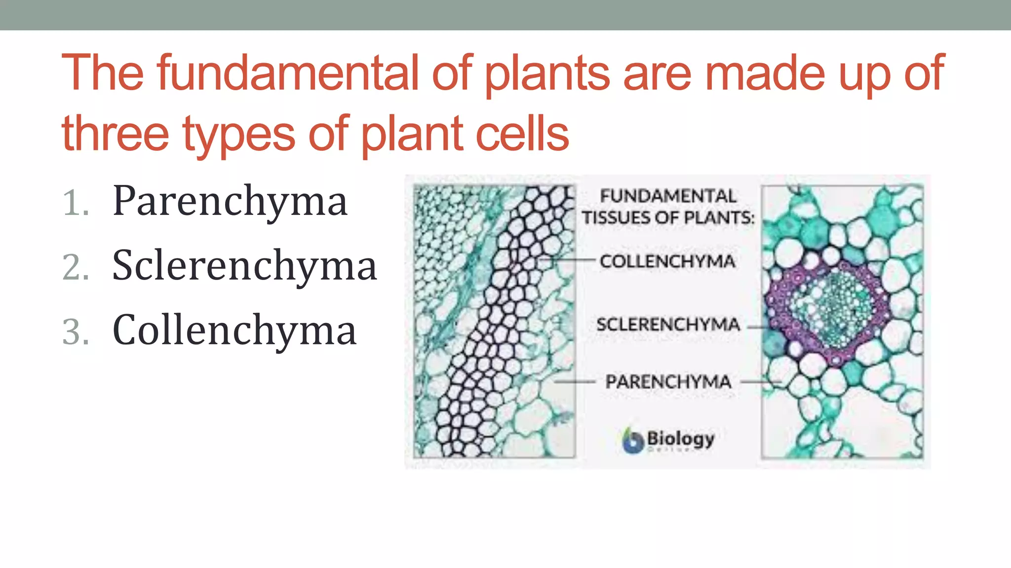 Plant tissues-basis for plant anatomy | PPT
