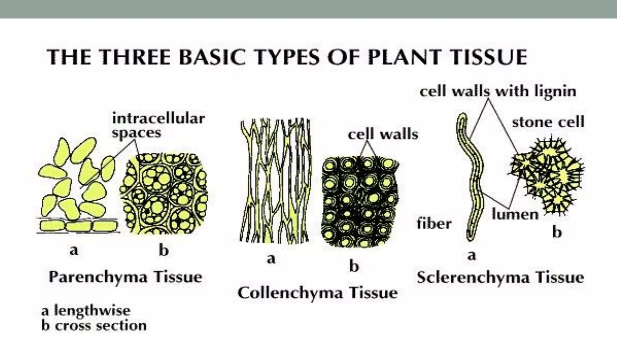 Plant tissues-basis for plant anatomy | PPT