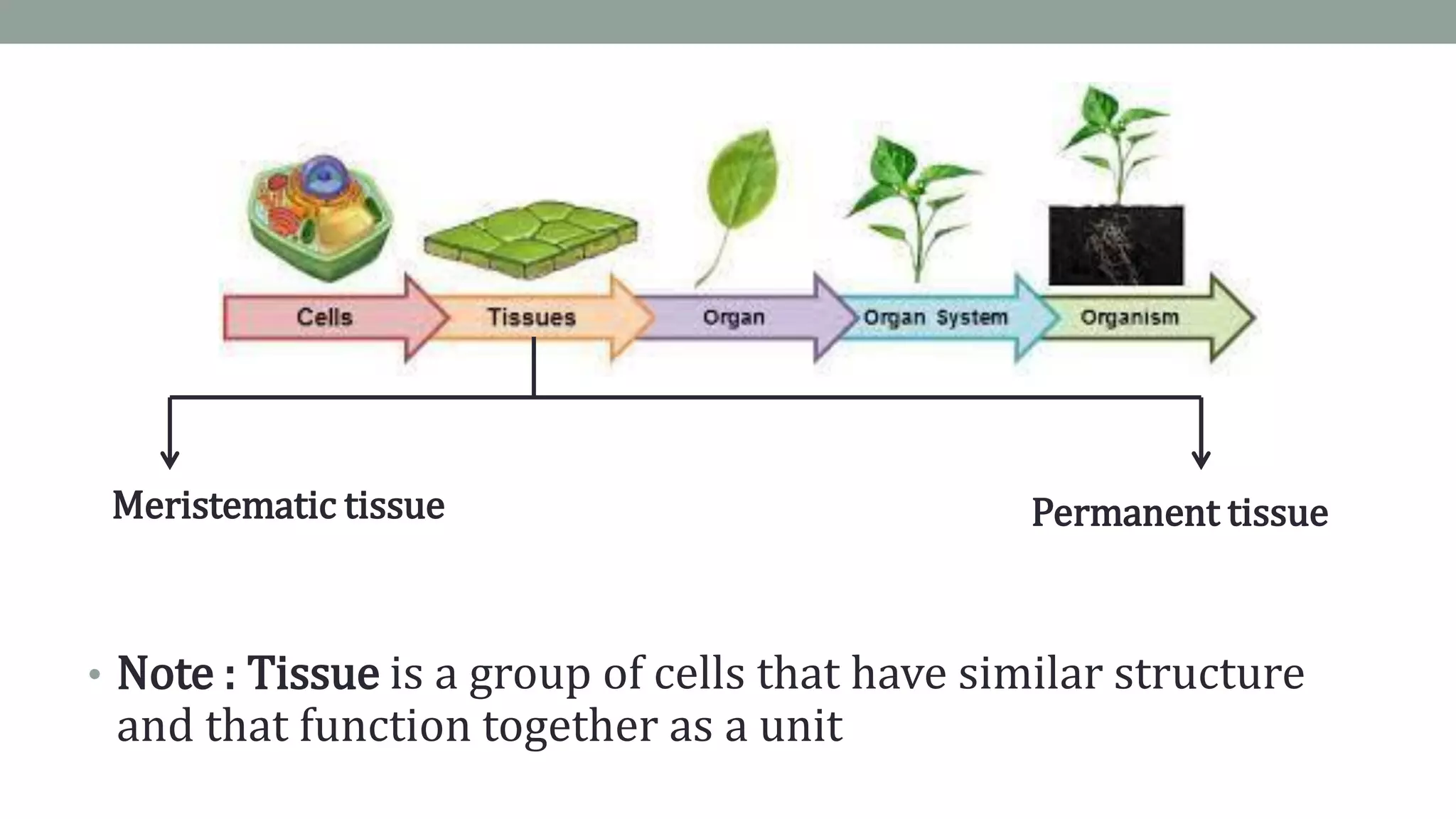 Plant tissues-basis for plant anatomy | PPT
