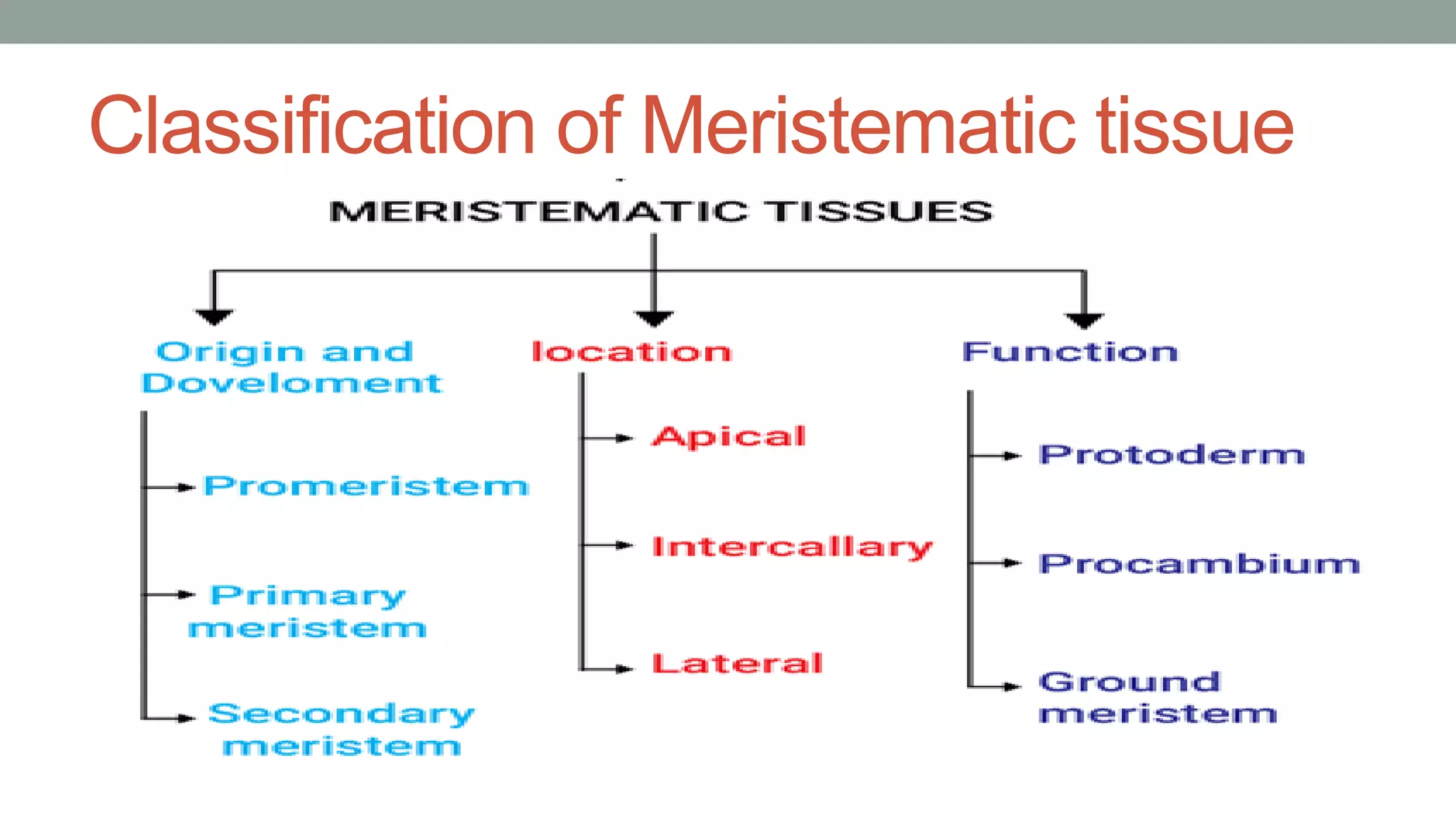 Plant tissues-basis for plant anatomy | PPT