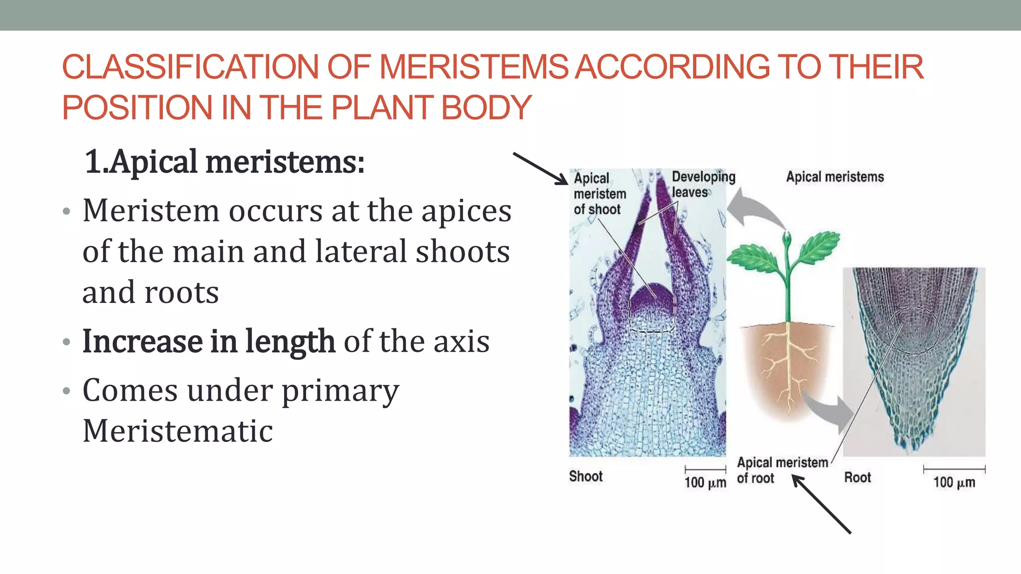 Plant tissues-basis for plant anatomy | PPT
