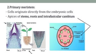 Plant tissues-basis for plant anatomy | PDF