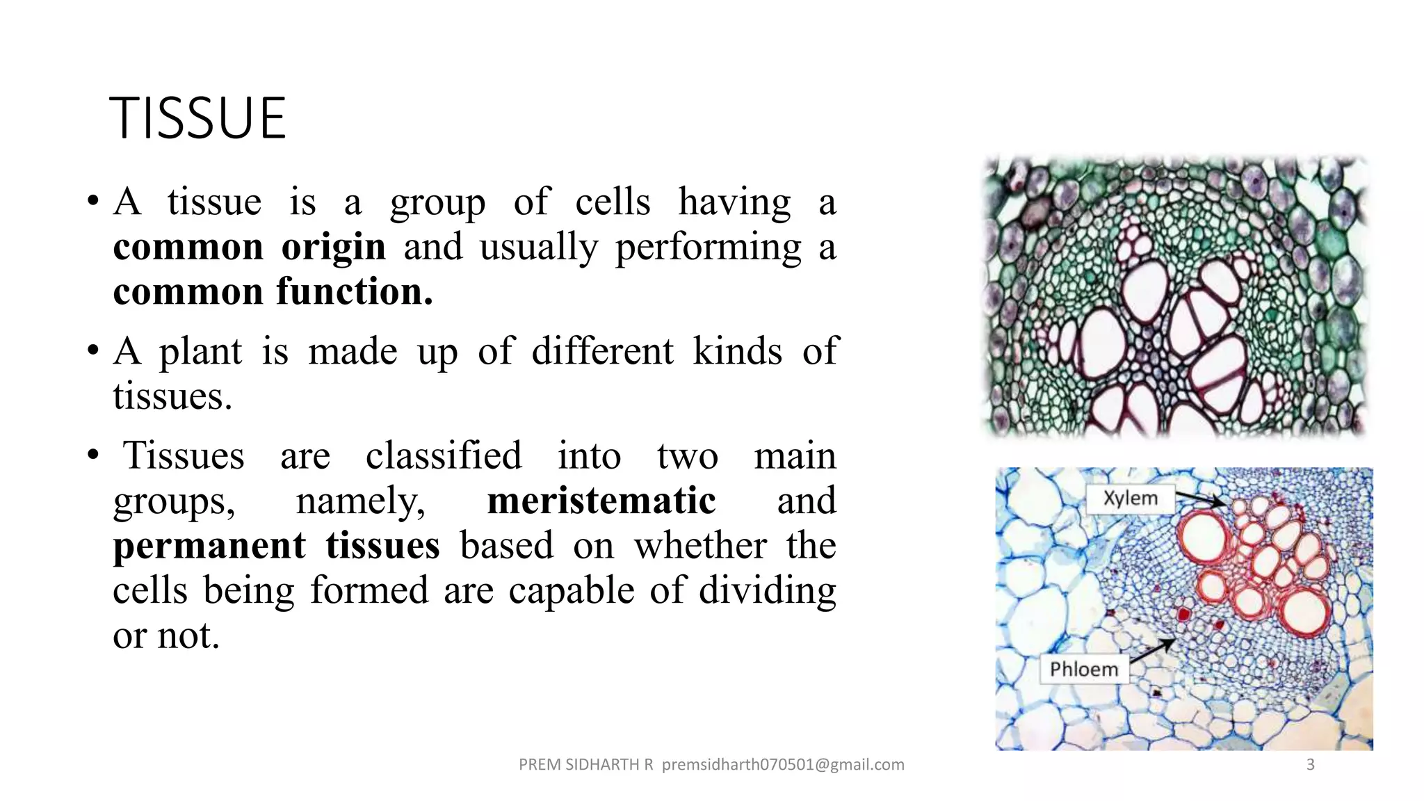 PLANT TISSUES.pptx | Gardening | Home & Garden