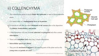 PLANT TISSUES.pptx | Gardening | Home & Garden