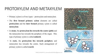 PLANT TISSUES.pptx | Gardening | Home & Garden