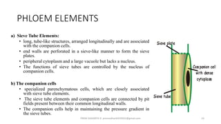 PLANT TISSUES.pptx