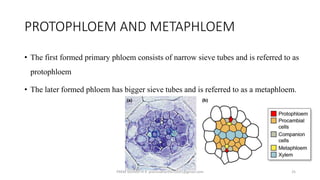 PLANT TISSUES.pptx | Gardening | Home & Garden