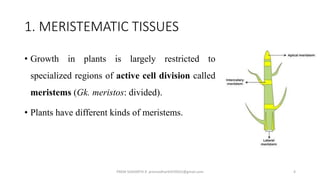 PLANT TISSUES.pptx | Gardening | Home & Garden