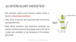 PLANT TISSUES.pptx | Gardening | Home & Garden