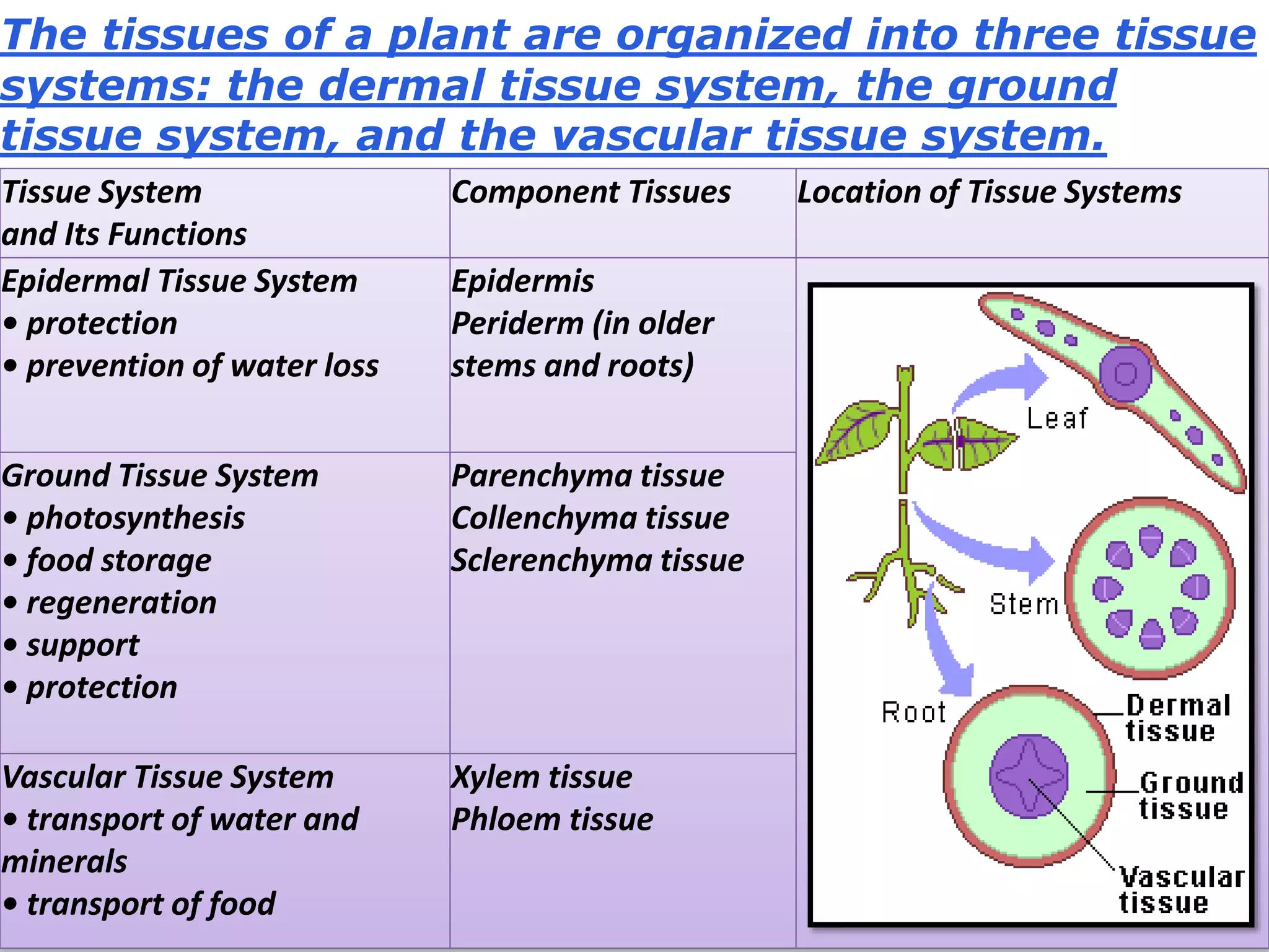 PLANT TISSUES.pptx