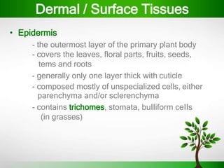 Plant Tissues.pdf