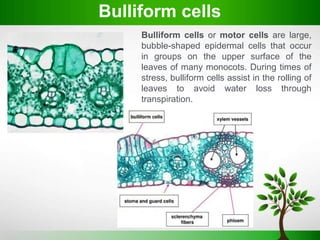 Plant Tissues.pdf