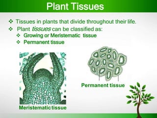 Plant Tissues.pdf
