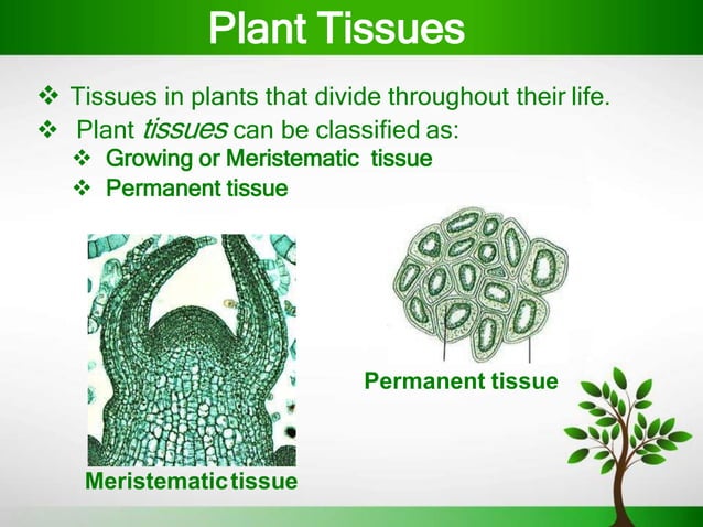 Plant Tissues.pdf | Gardening | Home & Garden