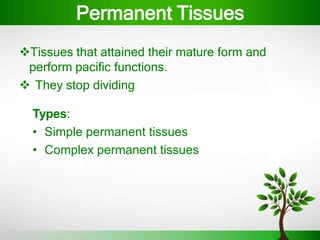 Plant Tissues.pdf