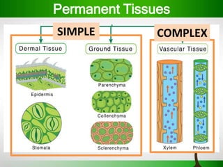 Plant Tissues.pdf