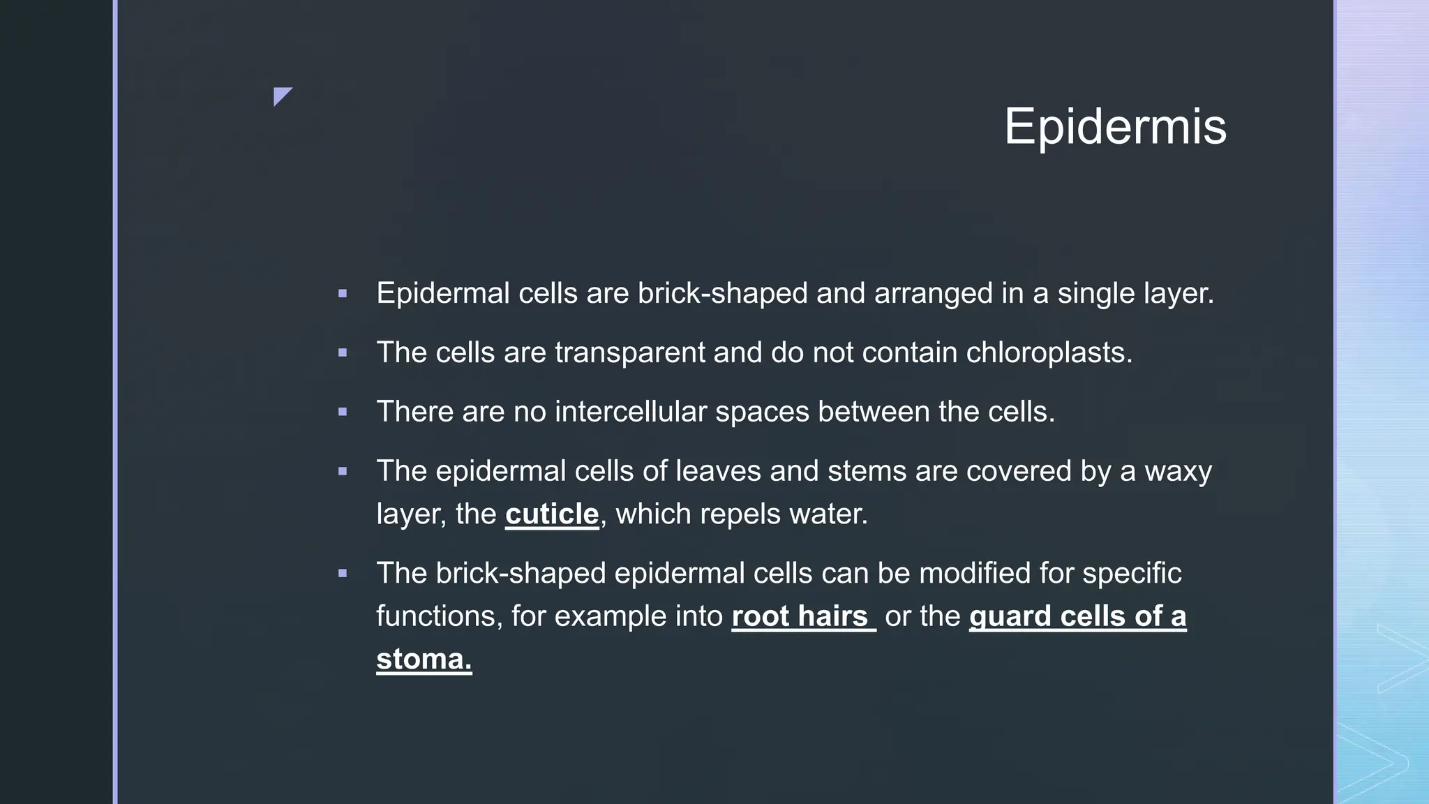 Plant Tissues for Grade 10 Life Sciences | PPTX