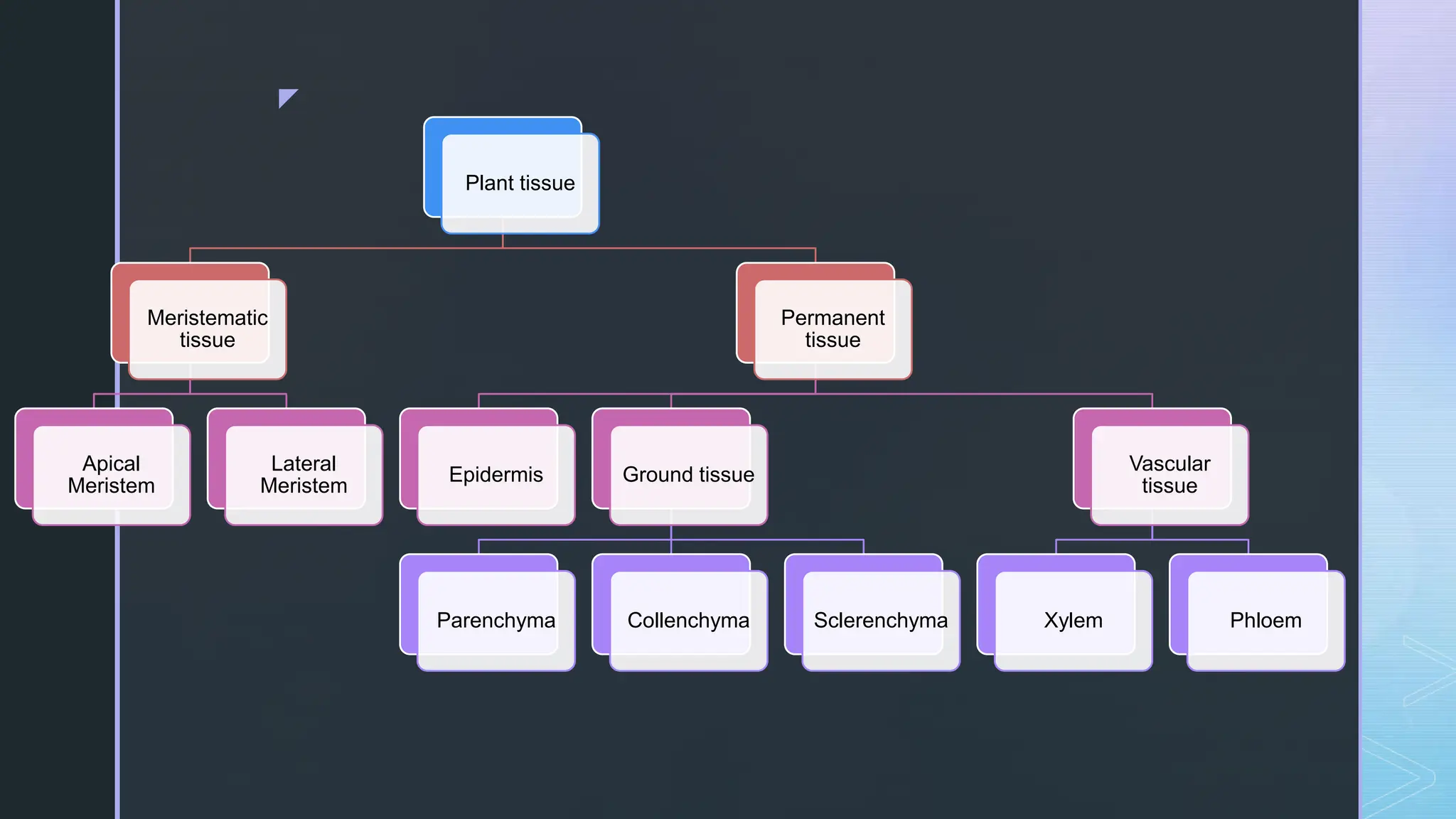 Plant Tissues for Grade 10 Life Sciences | PPTX | Skin and Dermatology ...