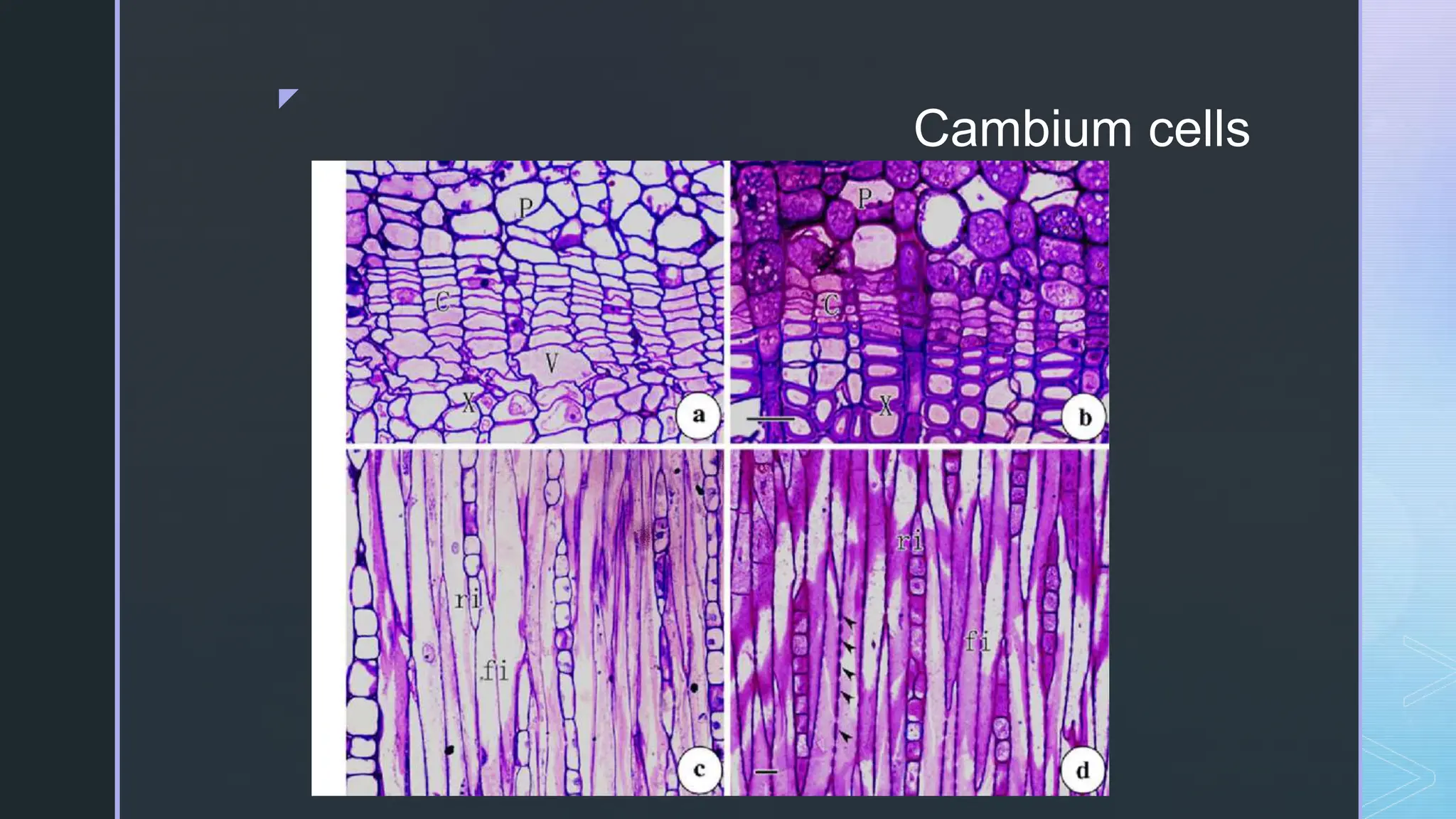 Plant Tissues for Grade 10 Life Sciences | PPTX | Skin and Dermatology ...