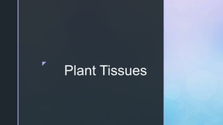 Plant Tissues for Grade 10 Life Sciences | PPTX