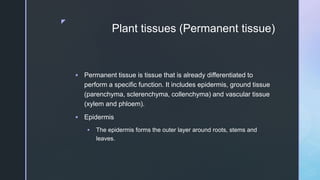 Plant Tissues for Grade 10 Life Sciences | PPTX