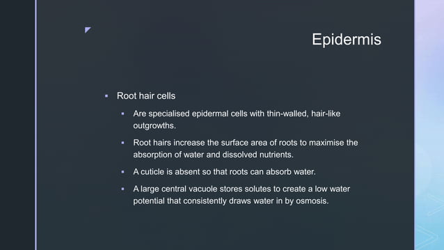 Plant Tissues for Grade 10 Life Sciences | PPTX | Skin and Dermatology ...