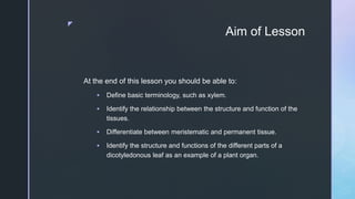 Plant Tissues for Grade 10 Life Sciences | PPTX