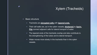 Plant Tissues for Grade 10 Life Sciences | PPTX