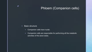 Plant Tissues for Grade 10 Life Sciences | PPTX