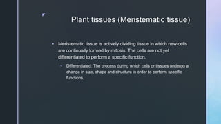 Plant Tissues for Grade 10 Life Sciences | PPTX