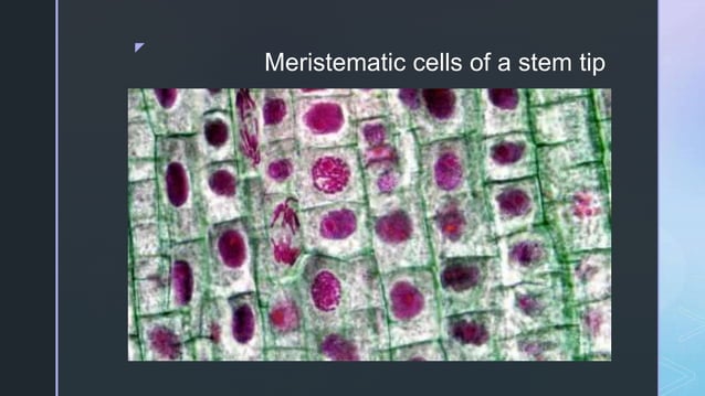 Plant Tissues for Grade 10 Life Sciences | PPTX | Skin and Dermatology ...