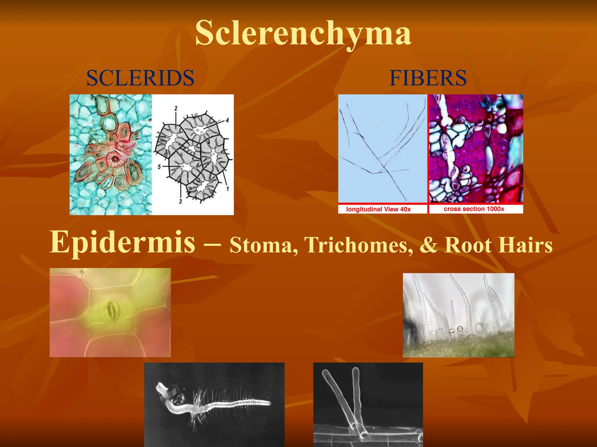 Plant Tissues_Plant Tissues_Plant Tissue | PPTX