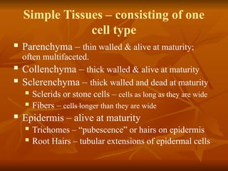 Plant Tissues_Plant Tissues_Plant Tissue | PPTX | Gardening | Home & Garden