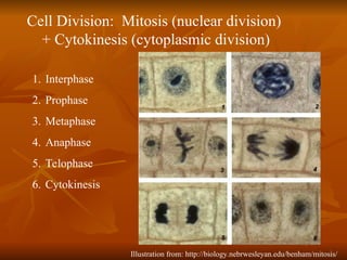 LIFE SCIENCES GRADE 11 Plant Tissues.ppt